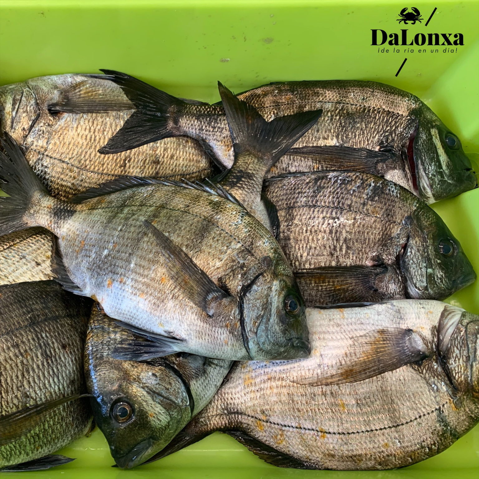 SARGO REAL - DaLonxa